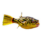 Puffer Fish - Amazon Puffer Fish - Freshwater Pea Puffers - Fahaka ...