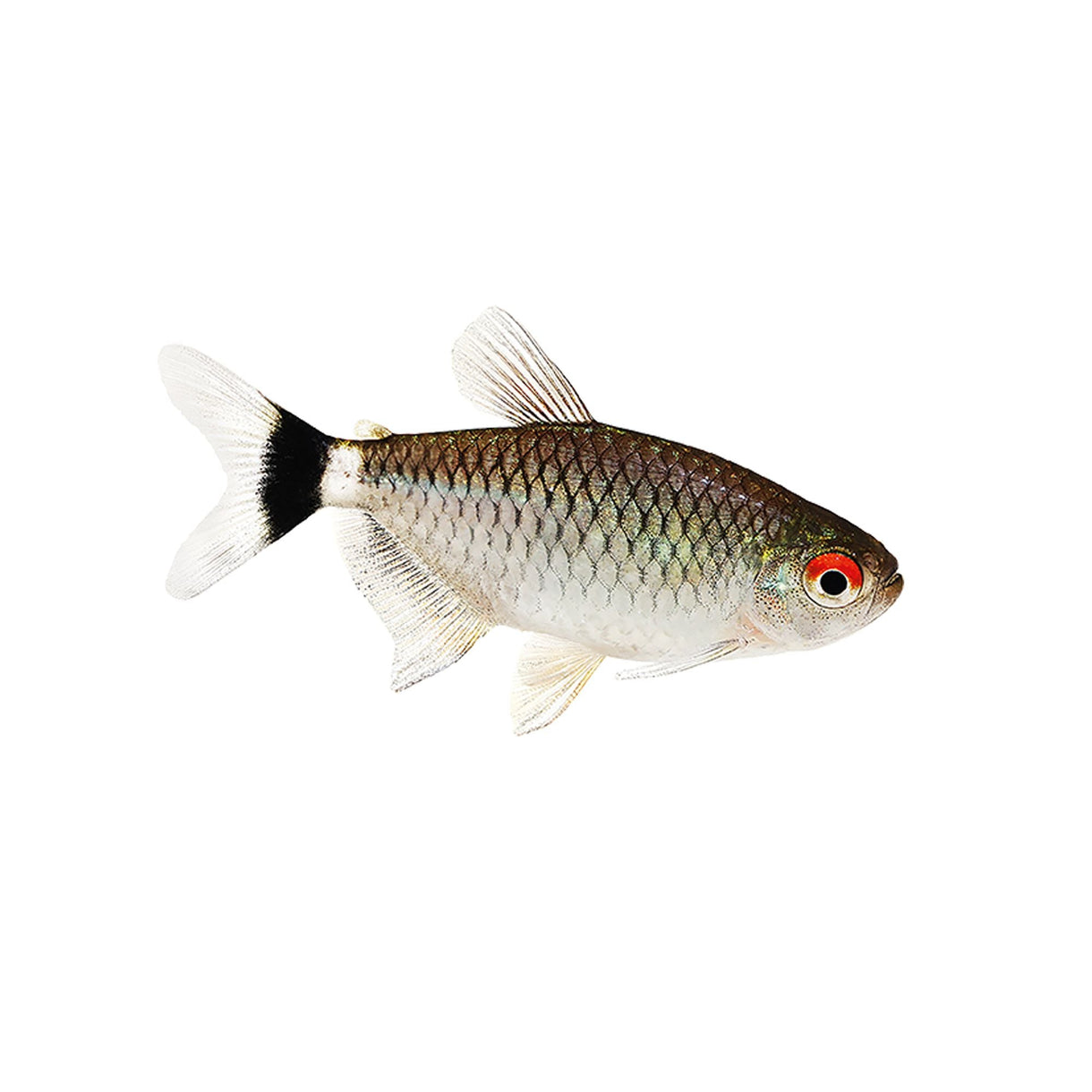 Red Eye Tetra - Freshwater Tropical Tetra Fish – Pet City